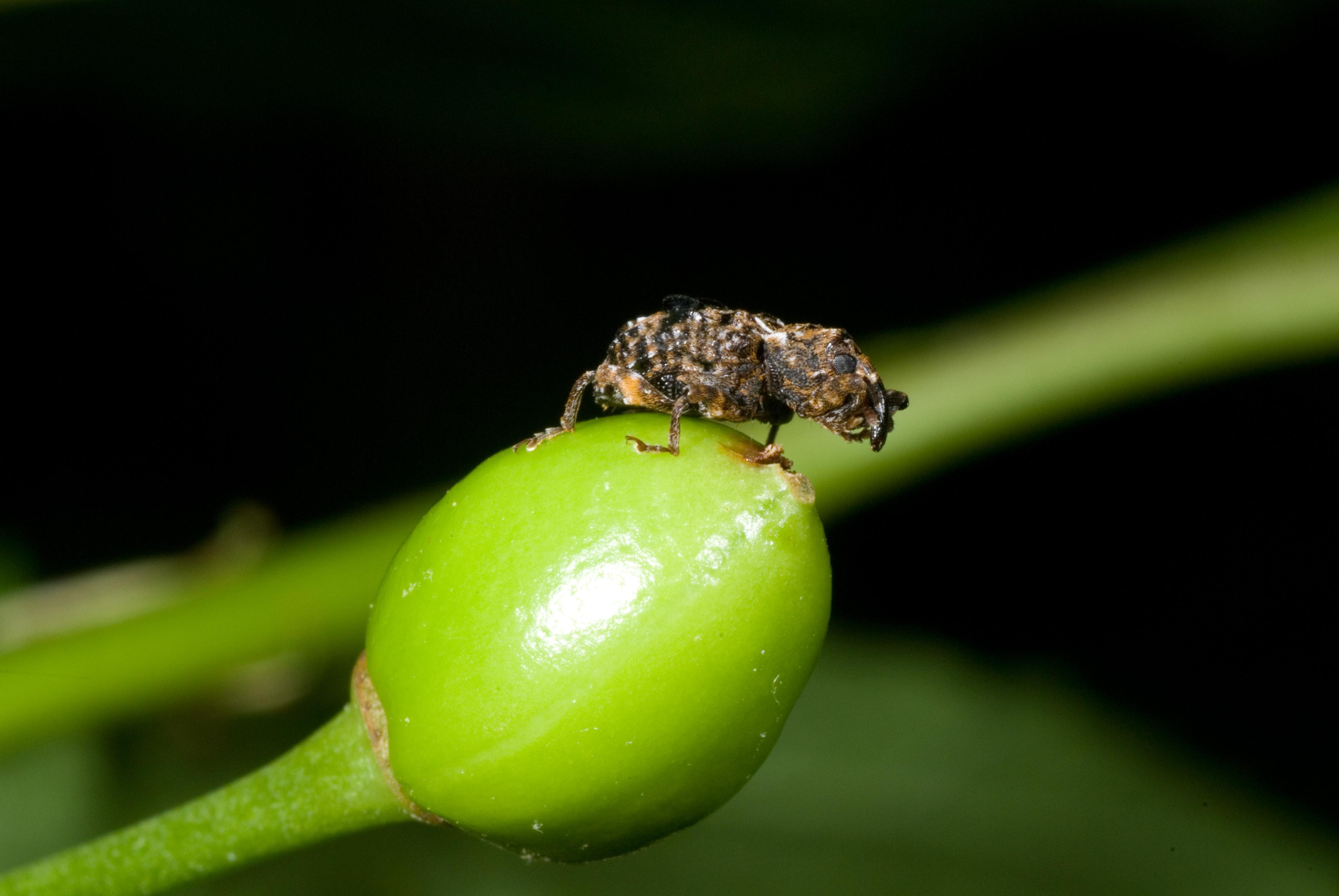 Insect Pests Of Peach Scouting Guide For Problems Of Fruit